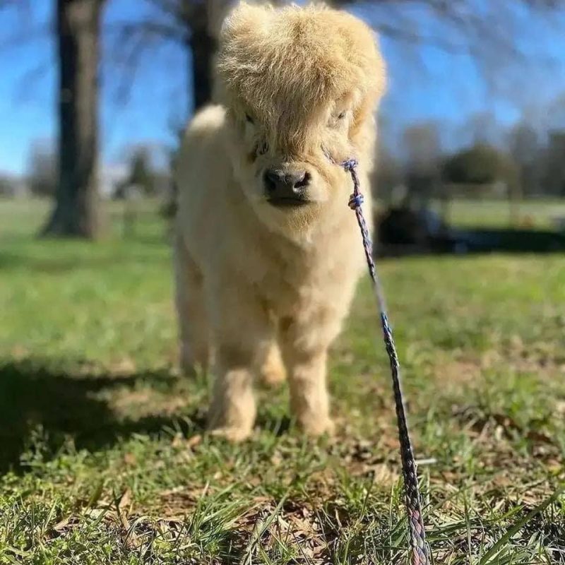 Mini Cows – Mini Cows For Adoption