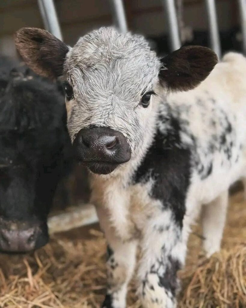 Toffee – Mini Cows